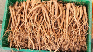 Benefits and Side Effects of Doraji (Bellflower Root), and Top 3 ...