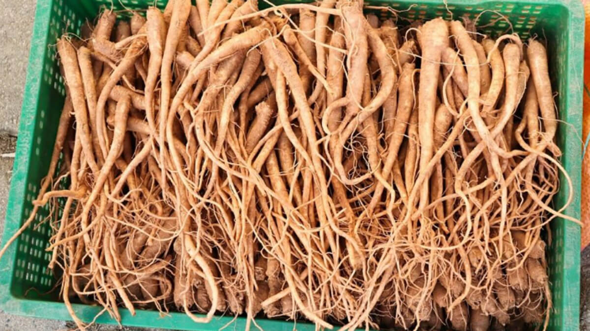 Benefits and Side Effects of Doraji (Bellflower Root), and Top 3 ...