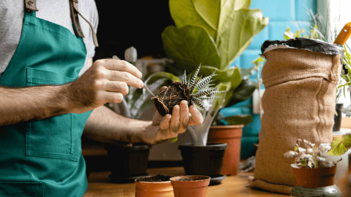 Benefits and Side Effects of Doraji (Bellflower Root), and Top 3 ...